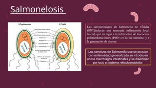 SALMONELOSIS tiphy y no thipy en pediatría | PPTX