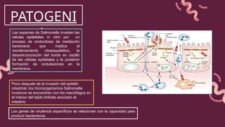 SALMONELOSIS tiphy y no thipy en pediatría | PPTX