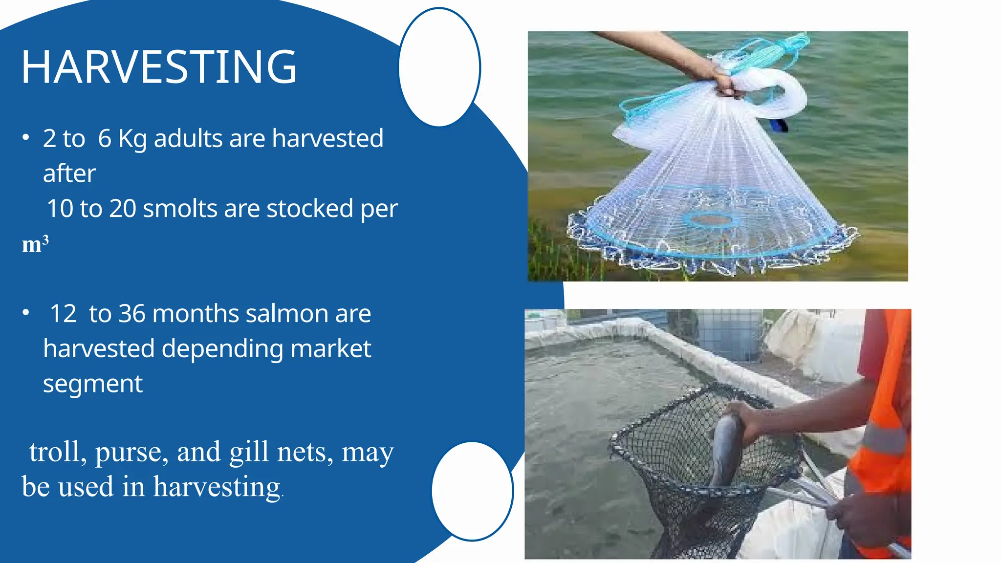 Mariculture-salmon fish farming and status.pptx