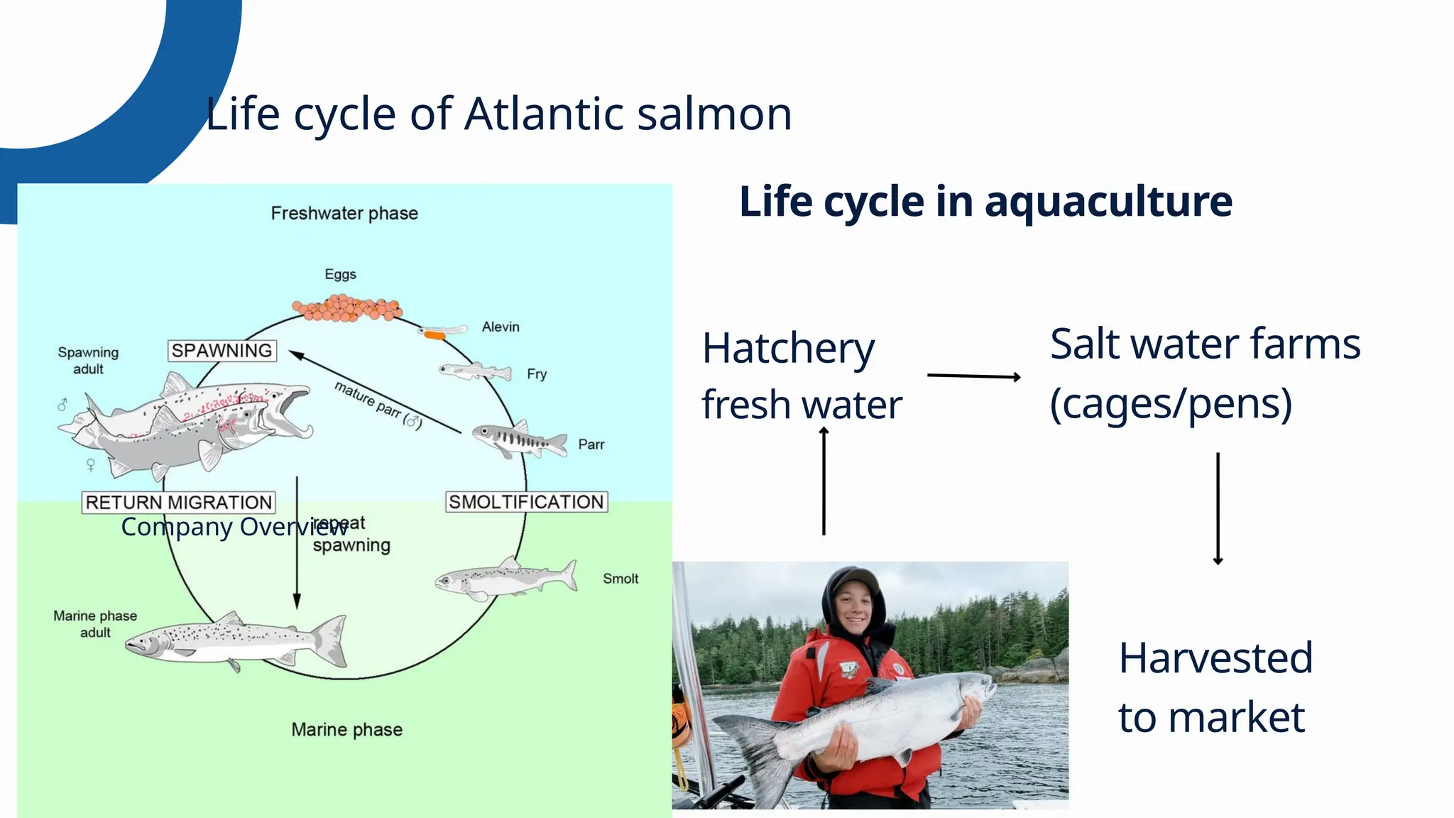 Mariculture-salmon fish farming and status.pptx