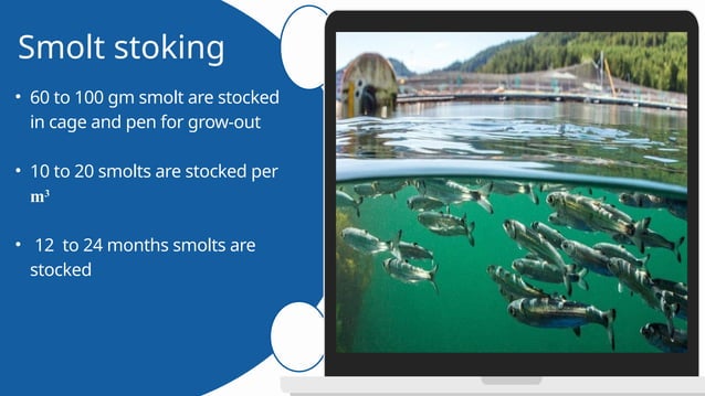 Mariculture-salmon fish farming and status.pptx