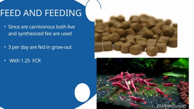 Mariculture-salmon fish farming and status.pptx