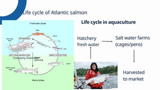 Mariculture-salmon fish farming and status.pptx