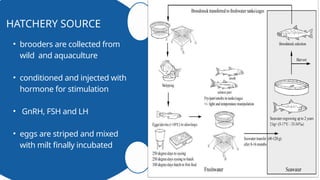 Mariculture-salmon fish farming and status.pptx