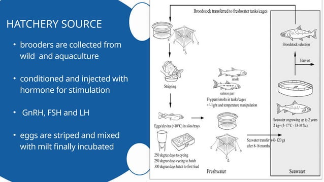 Mariculture-salmon fish farming and status.pptx
