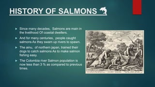 Salmon fishing | PPTX | Fishing Sports | Sports