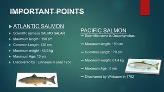Salmon fishing | PPTX | Fishing Sports | Sports