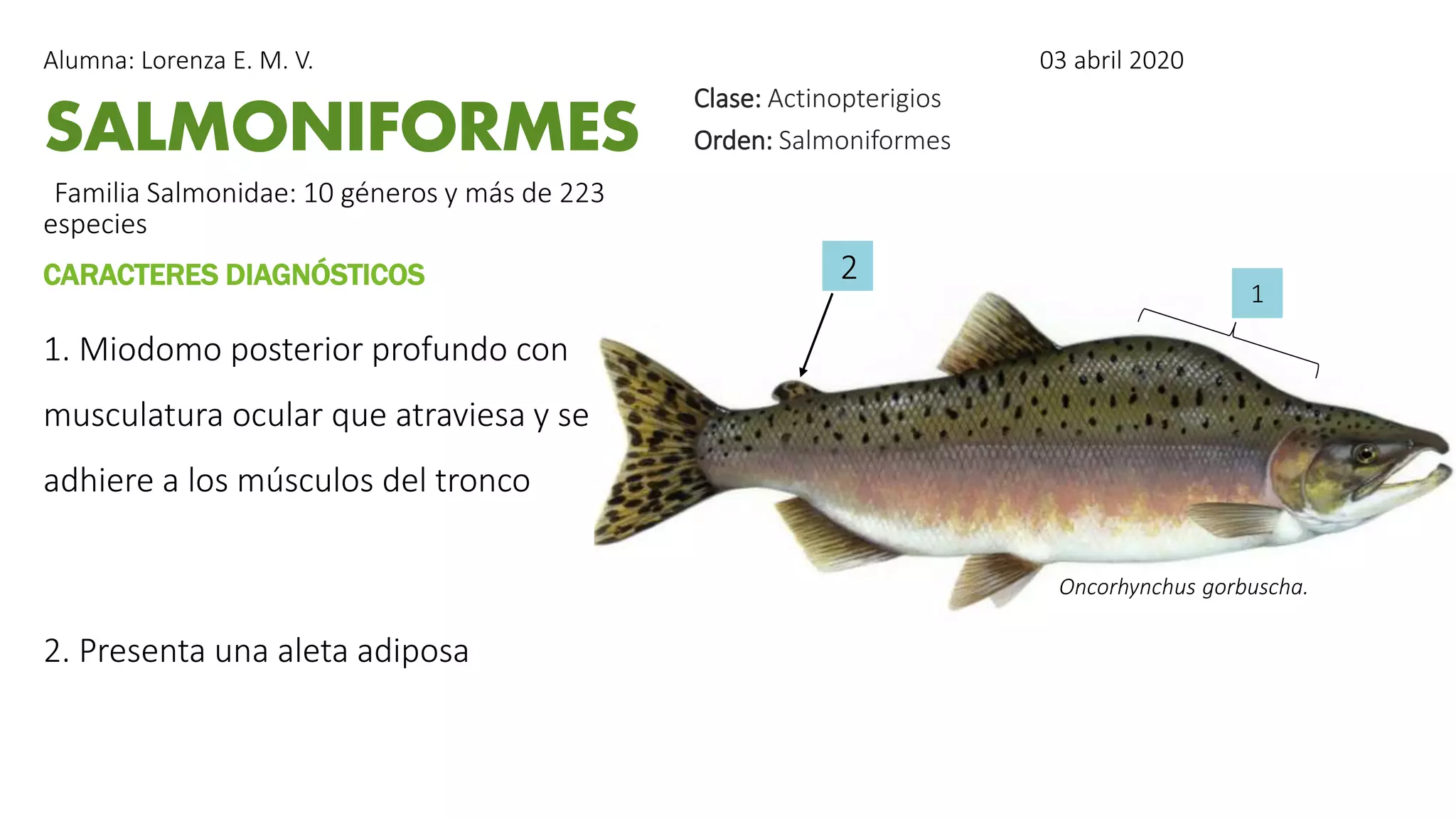 Peces: Orden Salmoniformes (Truchas, Salmones) | PPTX