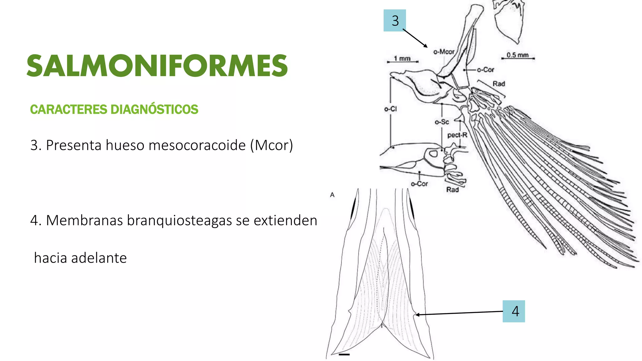 Peces: Orden Salmoniformes (Truchas, Salmones) | PPTX