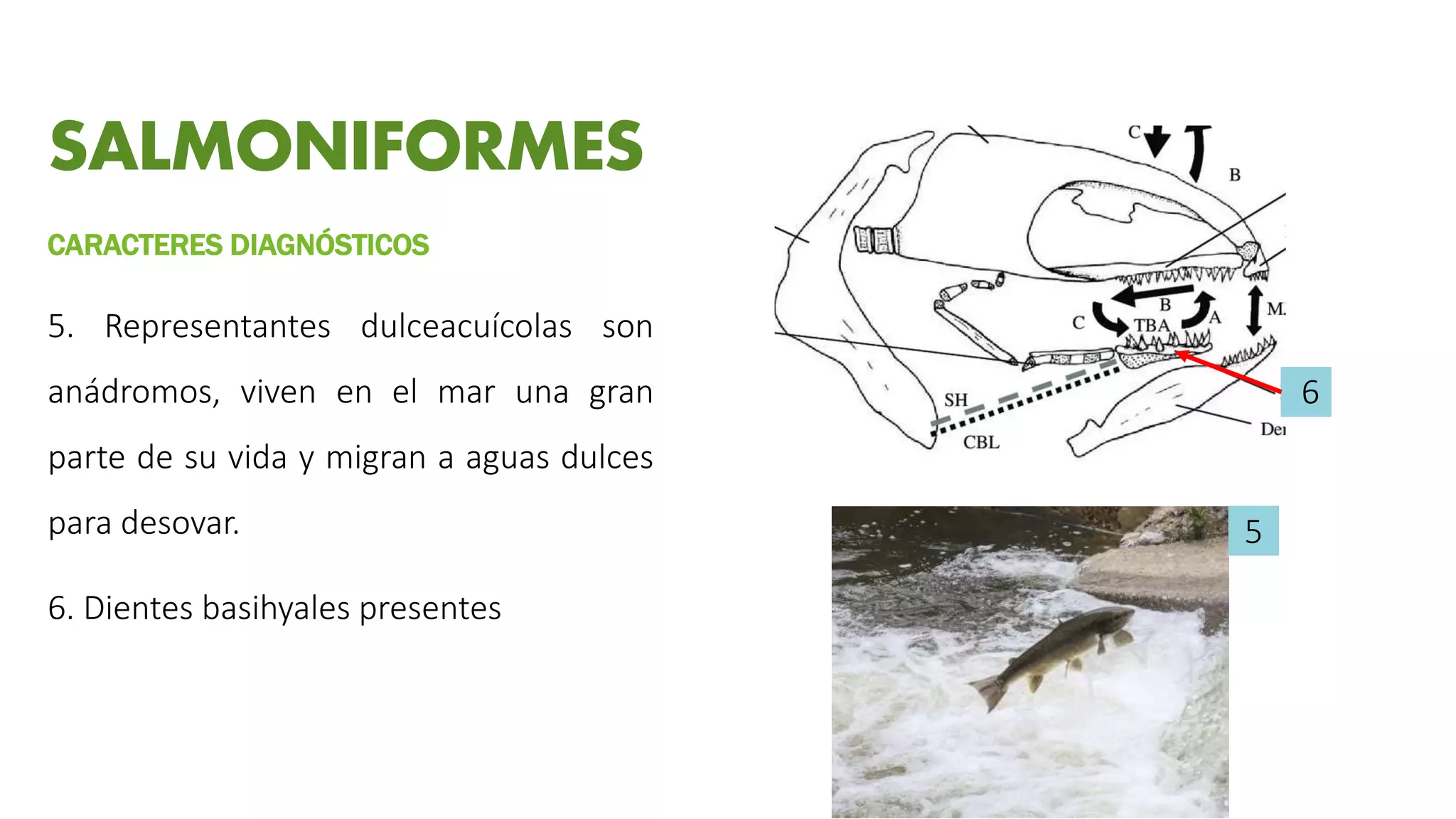 Peces: Orden Salmoniformes (Truchas, Salmones) | PPTX