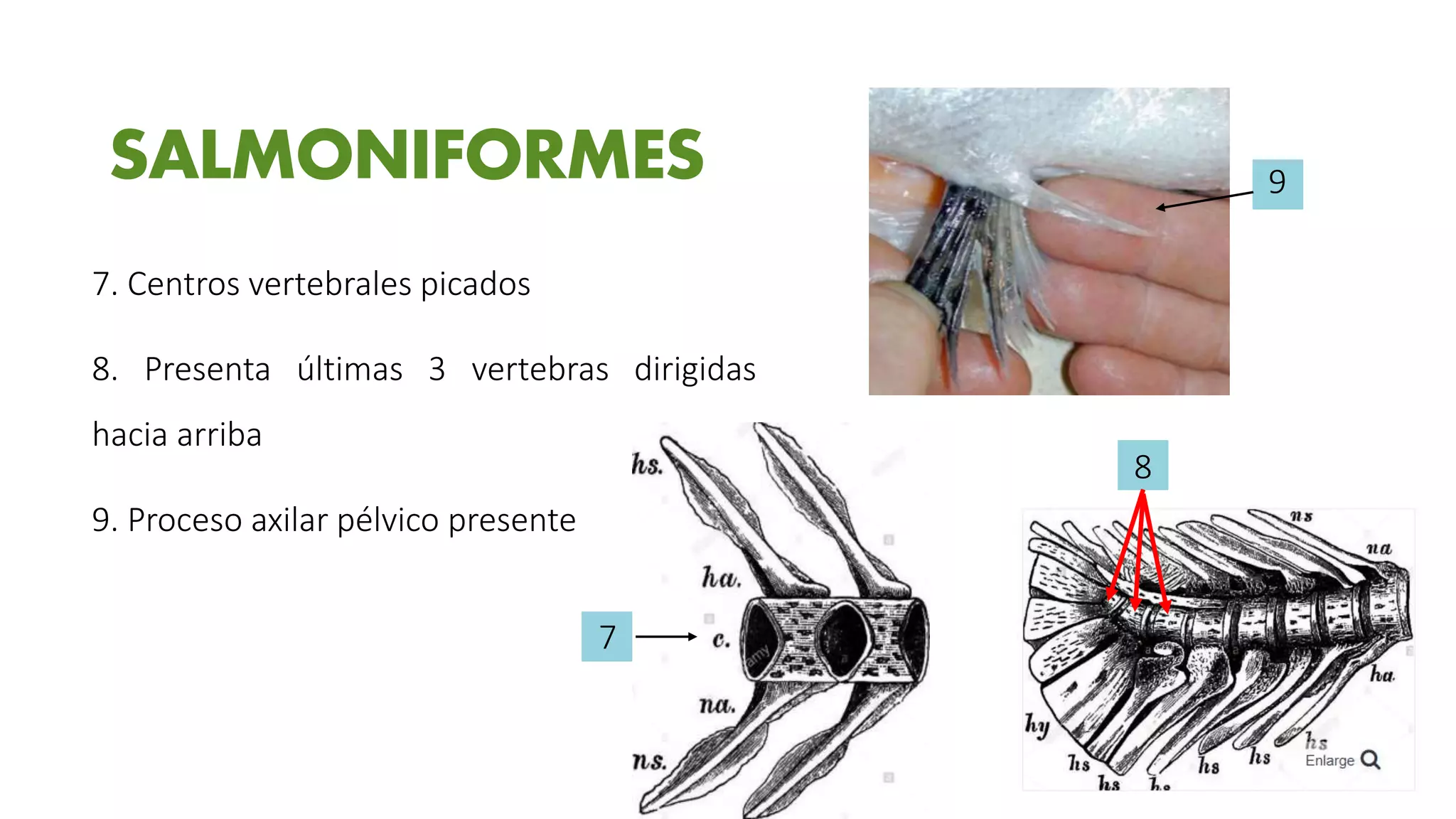 Peces: Orden Salmoniformes (Truchas, Salmones) | PPTX