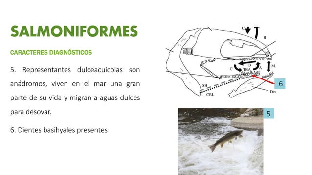 Peces: Orden Salmoniformes (Truchas, Salmones) | PPT