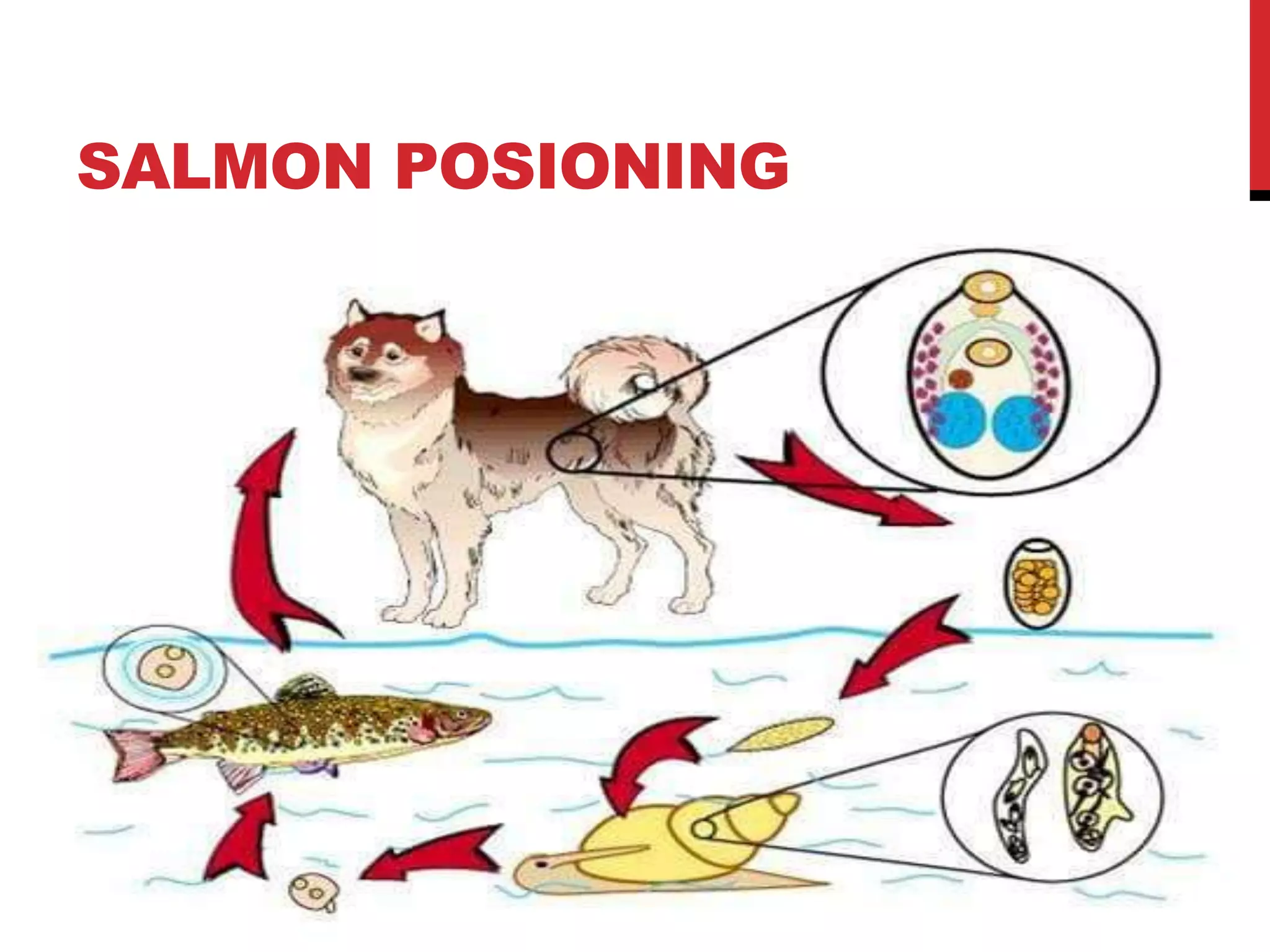 Salmon poisoning | PPT