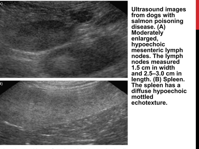 Salmon poisoning | PPT