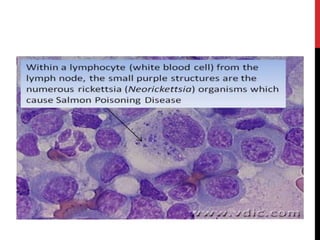 Salmon poisoning | PPT