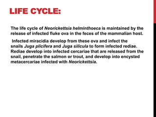 Salmon poisoning | PPTX