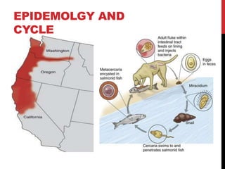 Salmon poisoning | PPT