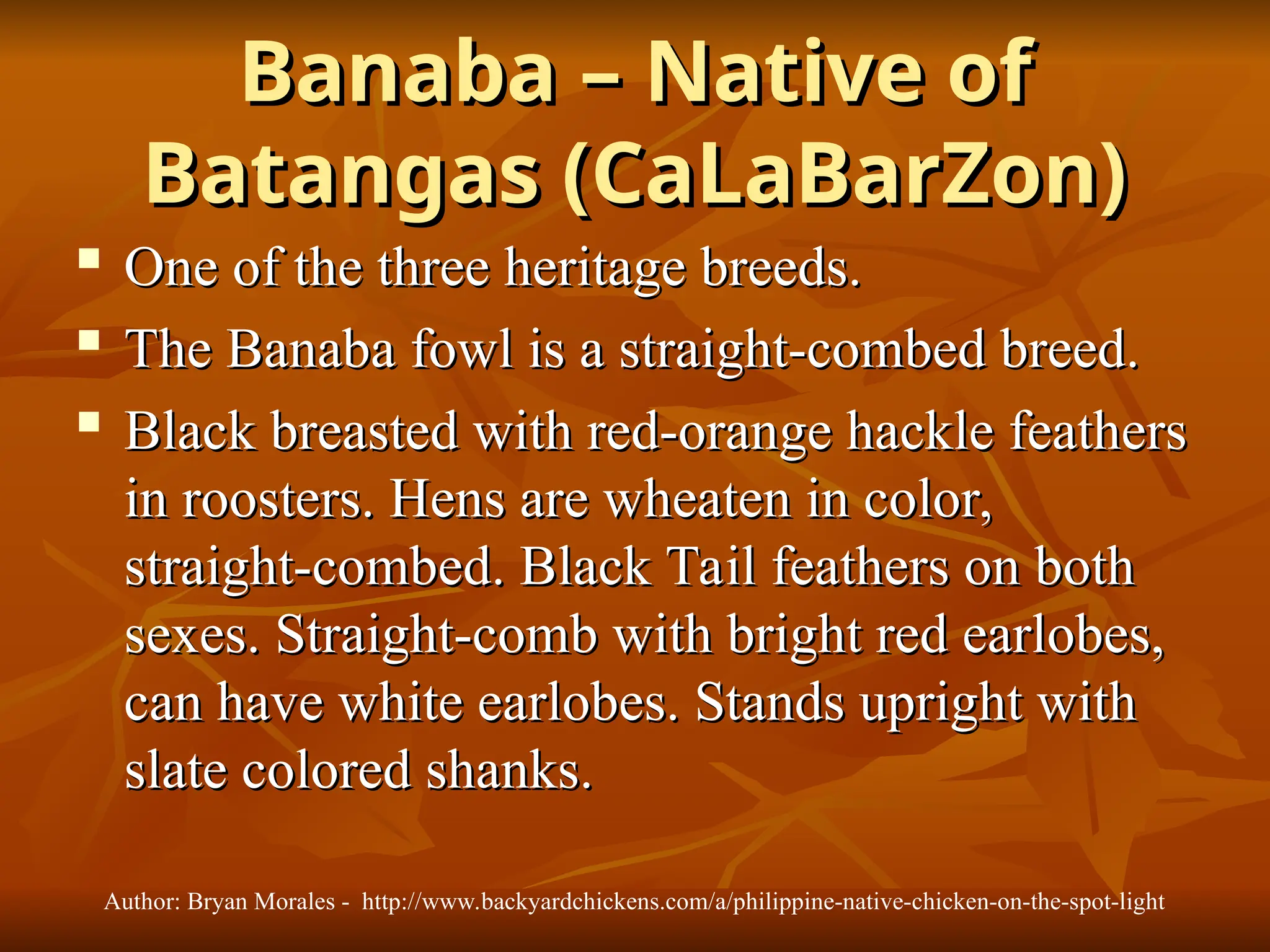 Salomon Gemma O.. - Breeds of Chickens.ppt