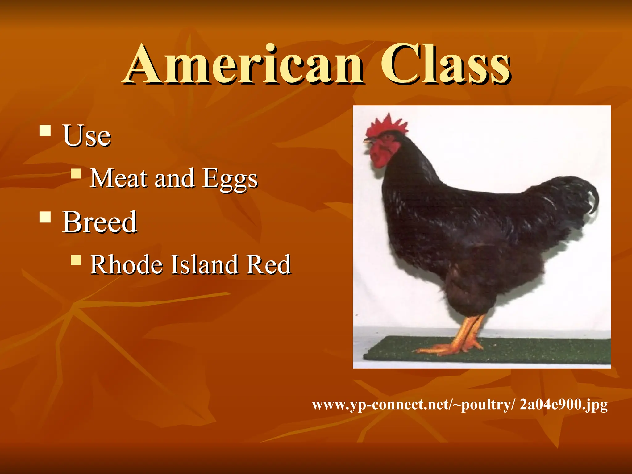 Salomon Gemma O.. - Breeds of Chickens.ppt