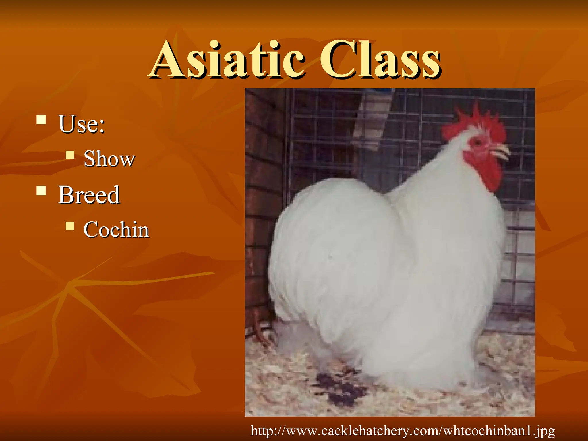 Salomon Gemma O.. - Breeds of Chickens.ppt