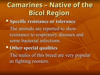 Salomon Gemma O.. - Breeds of Chickens.ppt