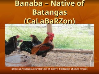 Salomon Gemma O.. - Breeds of Chickens.ppt