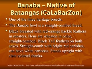 Salomon Gemma O.. - Breeds of Chickens.ppt