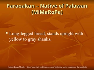 Salomon Gemma O.. - Breeds of Chickens.ppt