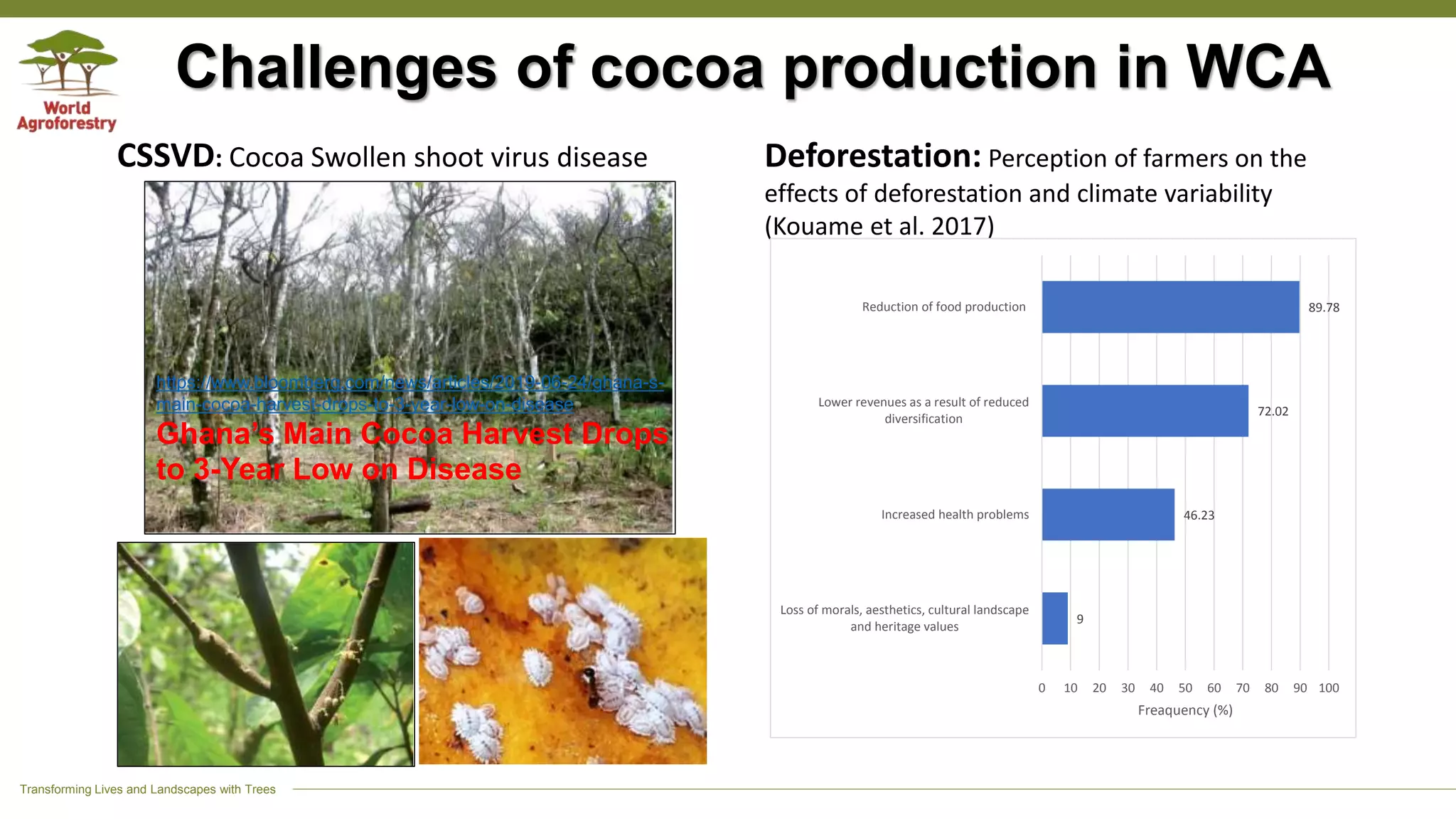 Cocoa agroforestry: A viable practice for Cocoa landscape ...