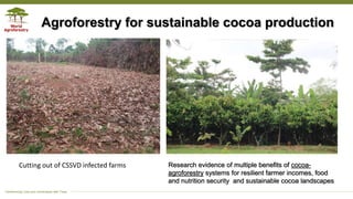 Cocoa agroforestry: A viable practice for Cocoa landscape ...
