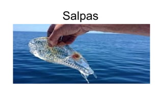 As Salpas | PDF