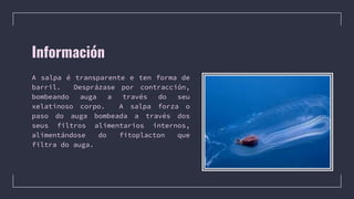 As salpas (II) | PDF