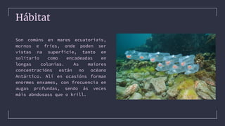 As salpas (II) | PDF