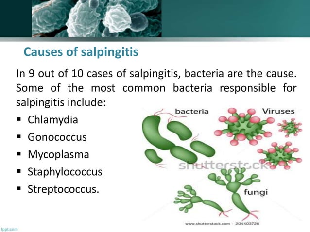 Salpingitis | PPTX | Infertility | Reproductive Health
