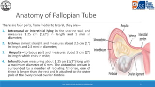 Salpingitis Hydrosalpinx | PDF