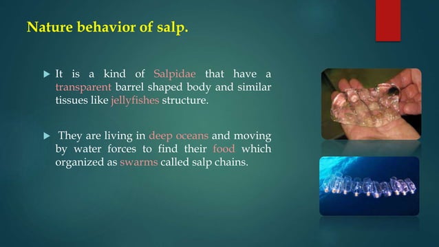 Salp swarm algorithm | PPTX