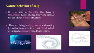 Salp_Swarm_Algorithm.pptx