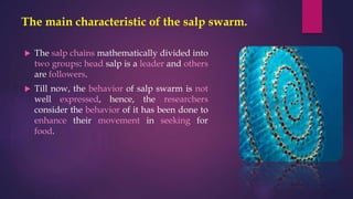 Salp_Swarm_Algorithm.pptx