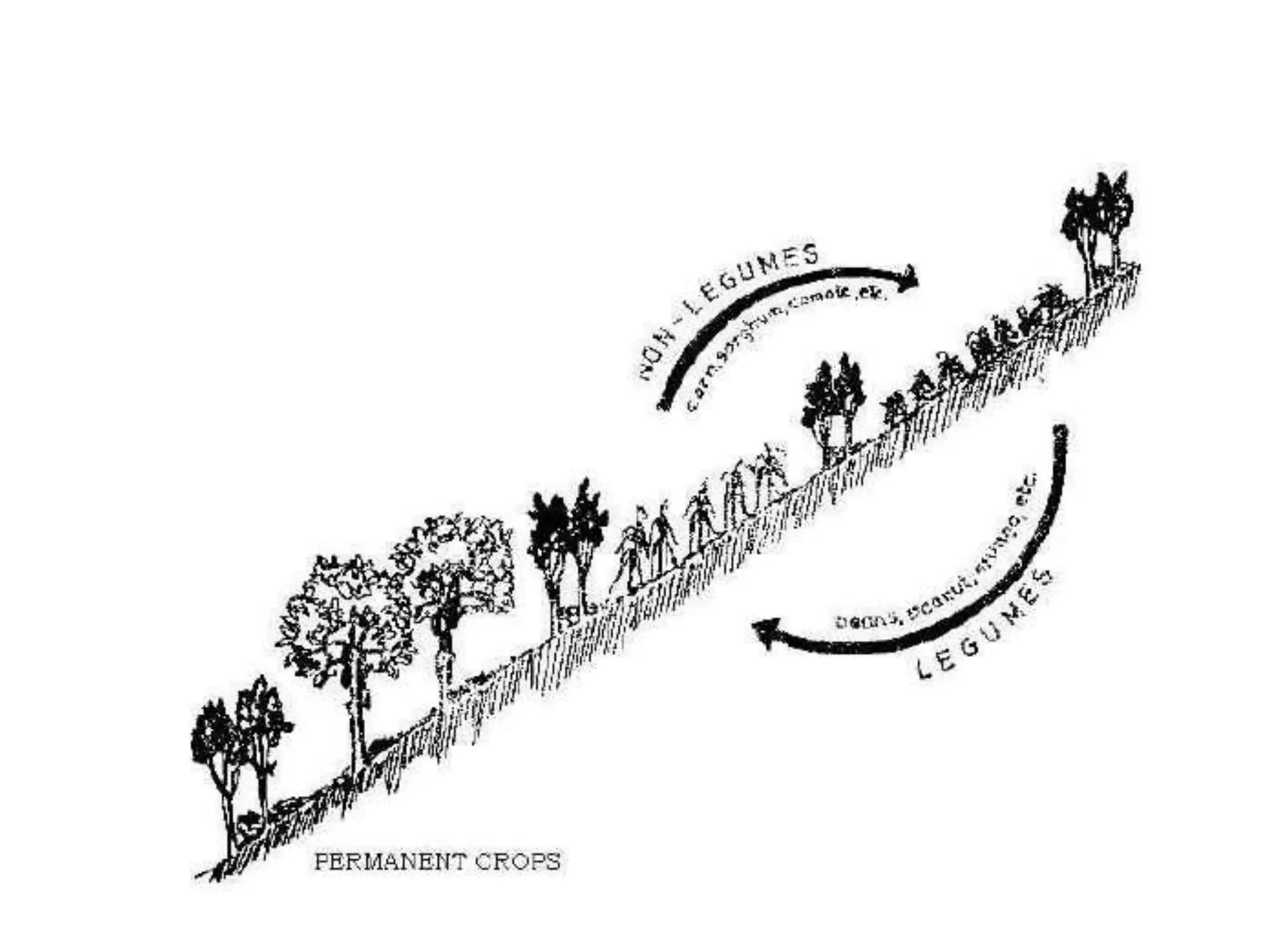 Sloping agriculture land technology | PPTX