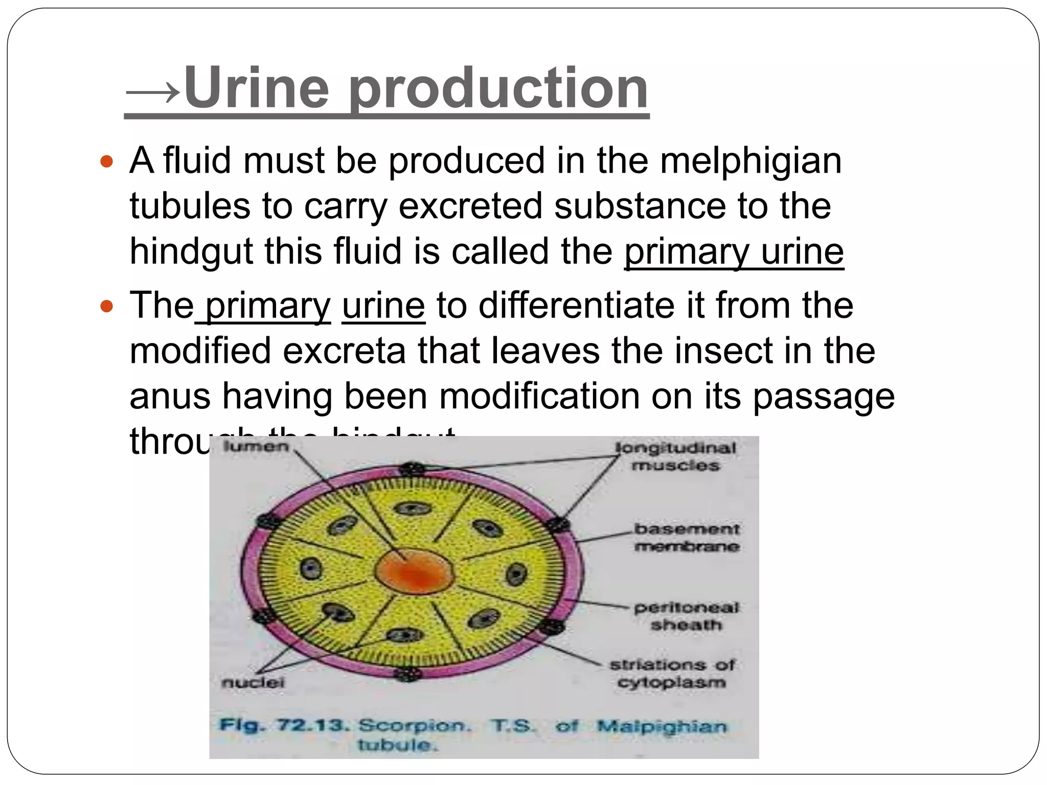 Salt and water regulation in insects | PPTX