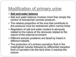 Salt and water regulation in insects | PPTX