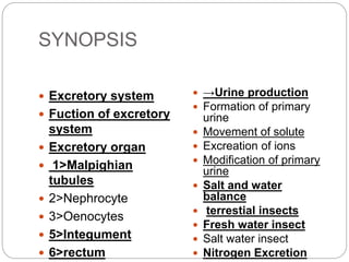 Salt and water regulation in insects | PPTX