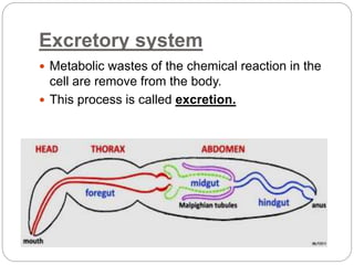 Salt and water regulation in insects | PPTX