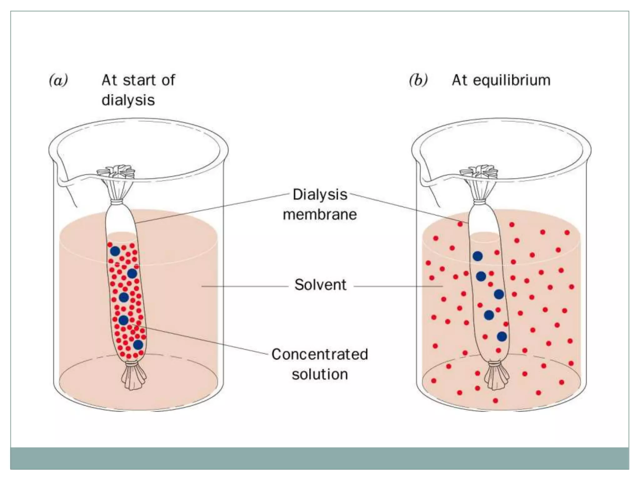 Salting in , salting out and dialysis 233 bch | PPTX