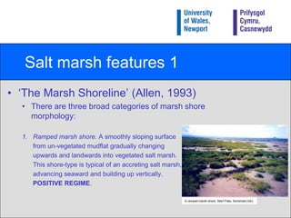 Saltmarsh dynamics | PPT