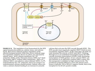 Salt stress | PPTX