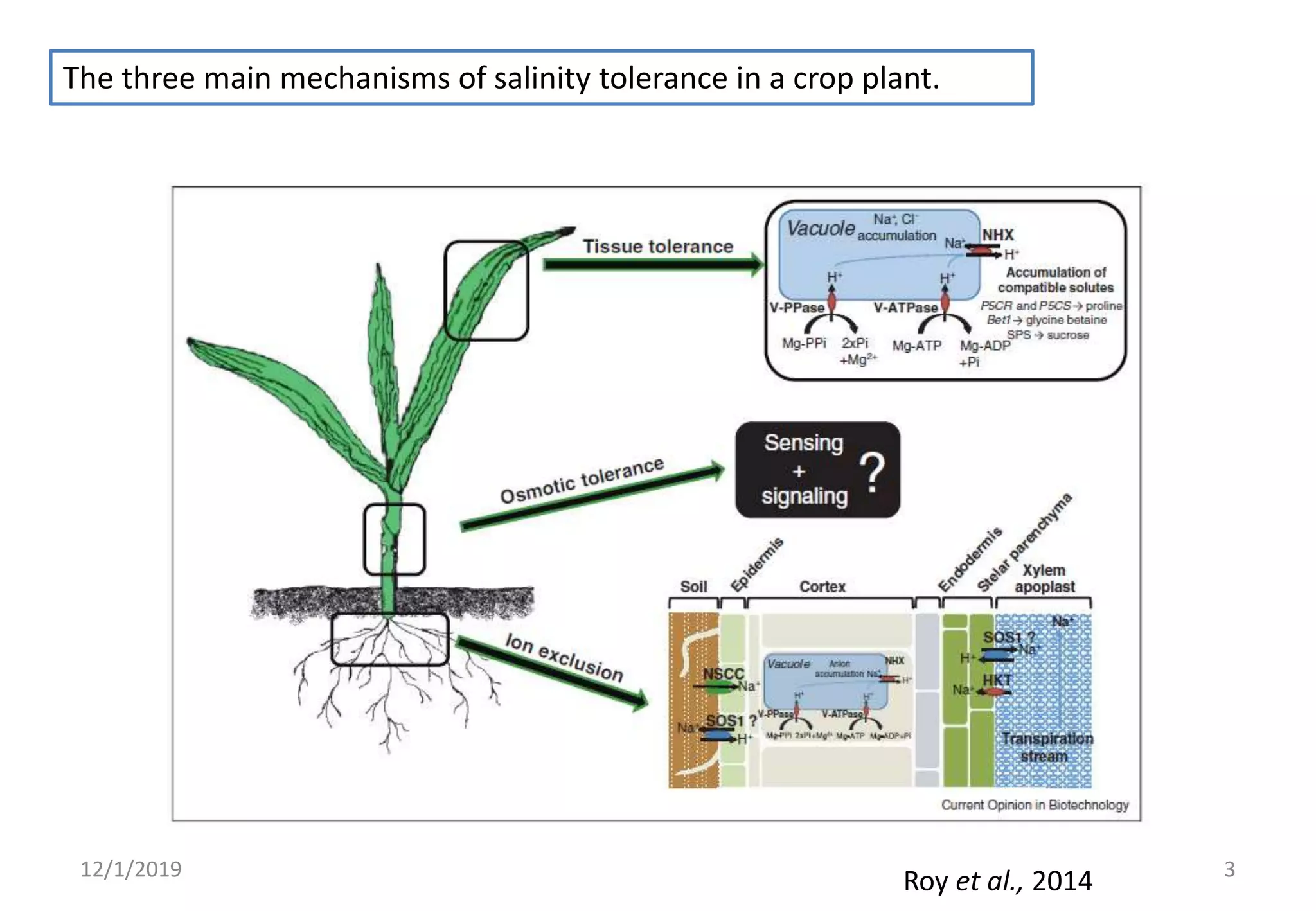 Salt stressRole of Organelle Membranes in Salt Stress Sensing and ...