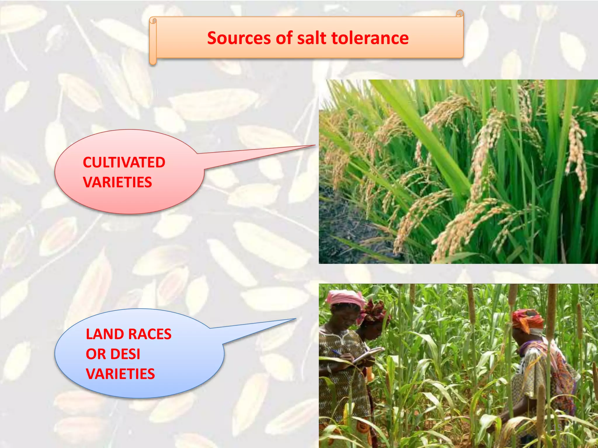 Breeding for Salt tolerance | PPTX
