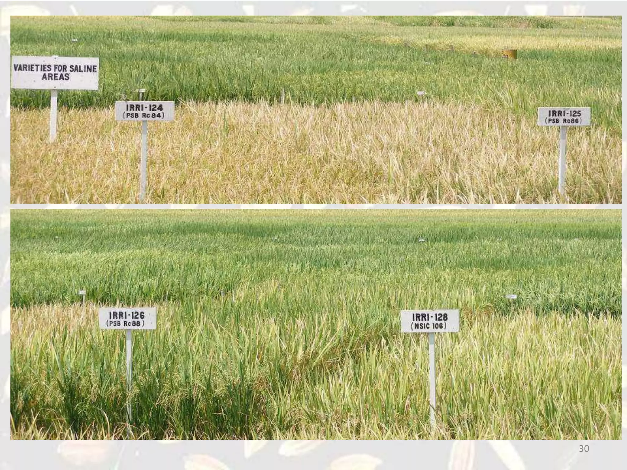 Breeding for Salt tolerance | PPTX