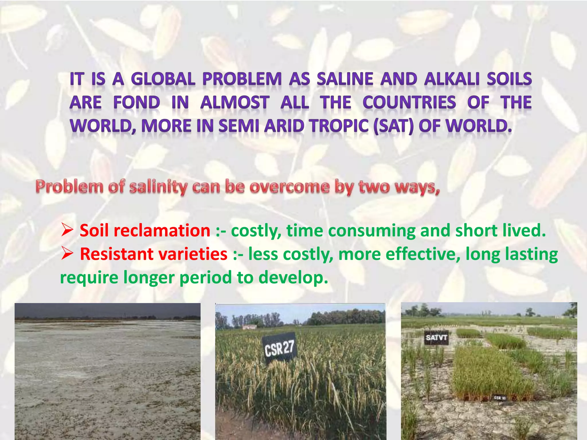 Breeding for Salt tolerance | PPTX